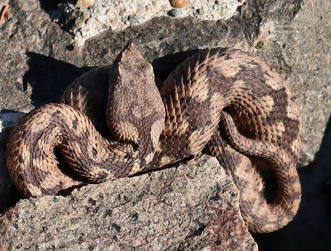 Kopaonik - infoKOP - U urbanom delu Kopaonika danas je pronađena ...