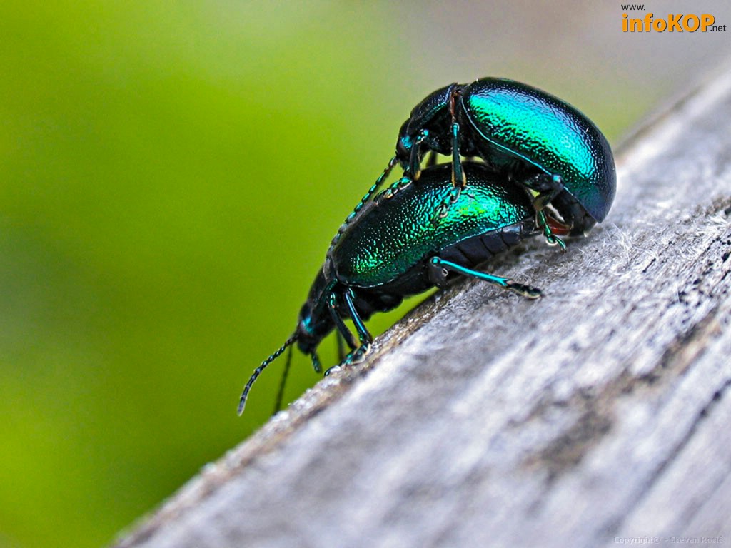 Kopaonik - infoKOP - Pešačka tura "Metođe"